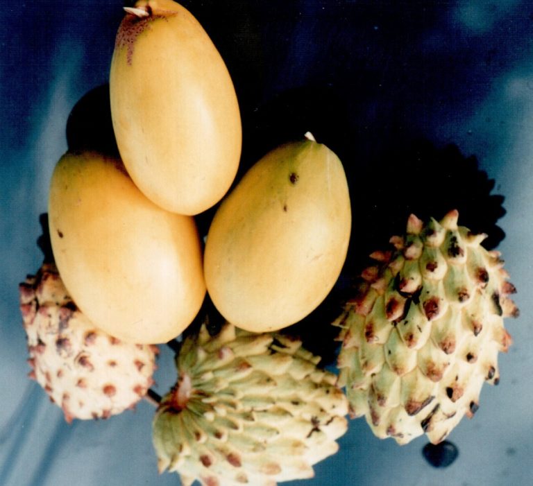 ANGICO E SUAS LENDAS: ABIU PROPRIEDADES