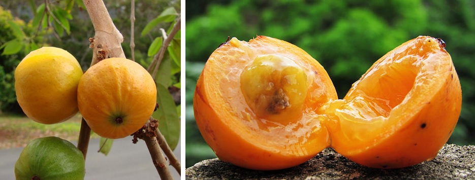 CAMBUCÁ – Toda Fruta