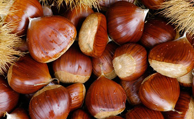 CASTANHA-PORTUGUESA – Toda Fruta