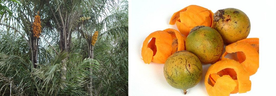 TUCUMÃ – Toda Fruta