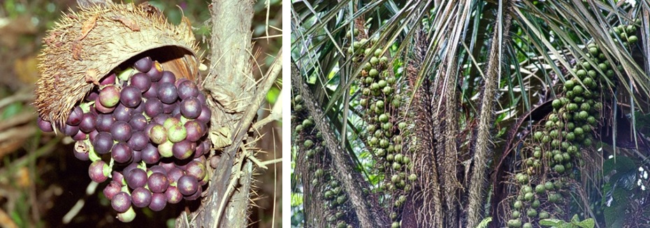 TUCUM – Toda Fruta