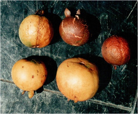 ARAÇÁ – Toda Fruta