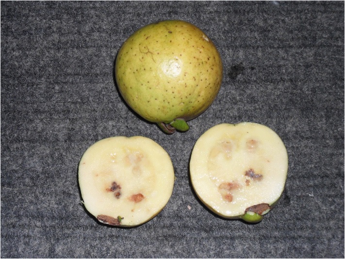 ARAÇÁ – Toda Fruta