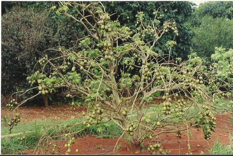 CAJÁ-MANGA – Toda Fruta