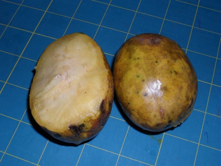 CAJÁ-MANGA – Toda Fruta