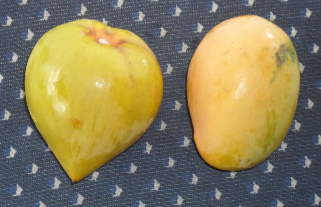 CANISTEL – Toda Fruta