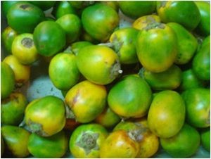 CUBIU – Toda Fruta