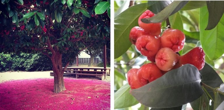 JAMBO – Toda Fruta