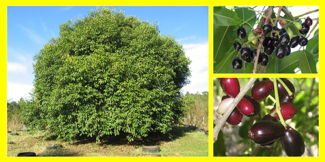JAMBOLÃO – Toda Fruta