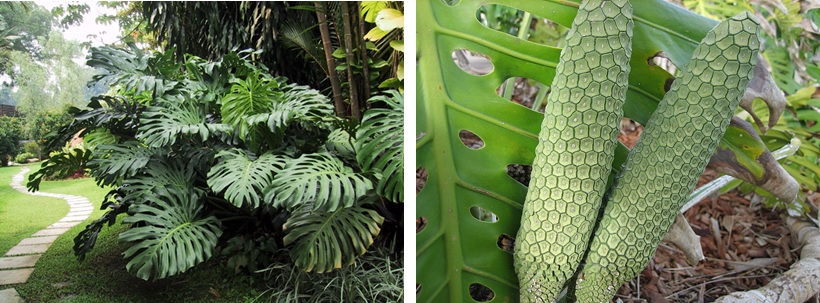 MONSTERA DELICIOSA – Toda Fruta