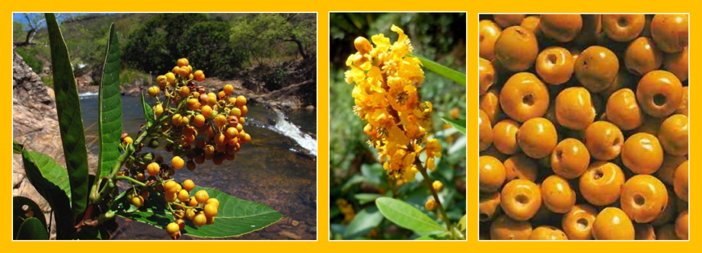 MURICI – Toda Fruta