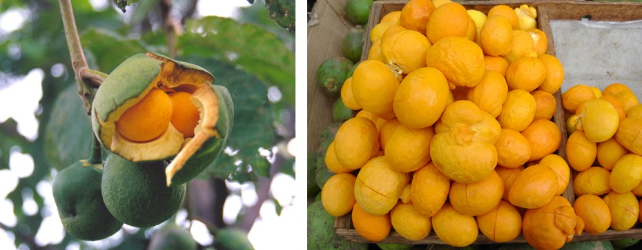 PEQUI – Toda Fruta