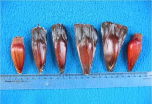 PINHÃO – Toda Fruta