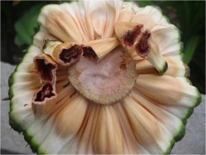 PINHÃO – Toda Fruta