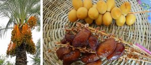 TÂMARA – Toda Fruta