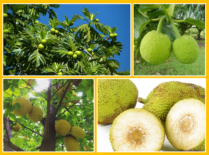 FRUTA-PÃO – Toda Fruta