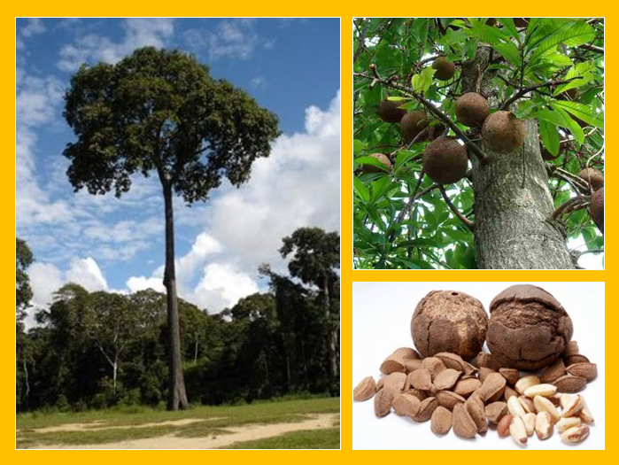 Castanha-do-pará – Toda Fruta