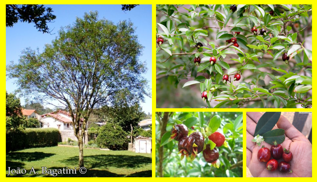 CEREJA-DO-RIO-GRANDE – Toda Fruta