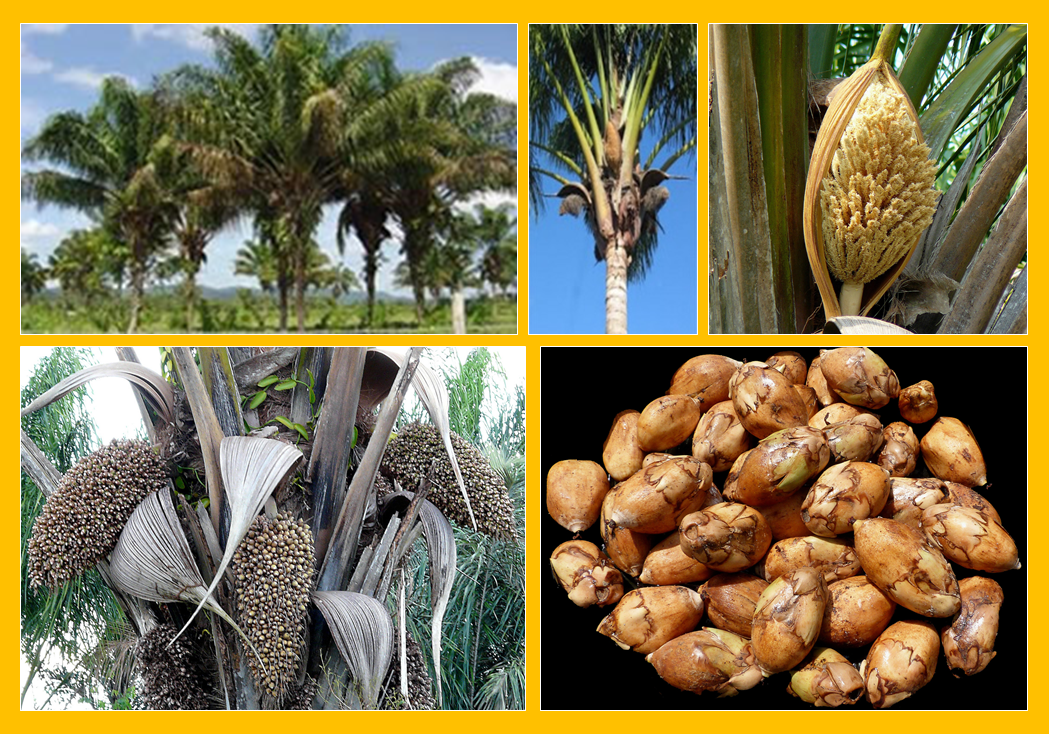 INAJÁ – Toda Fruta