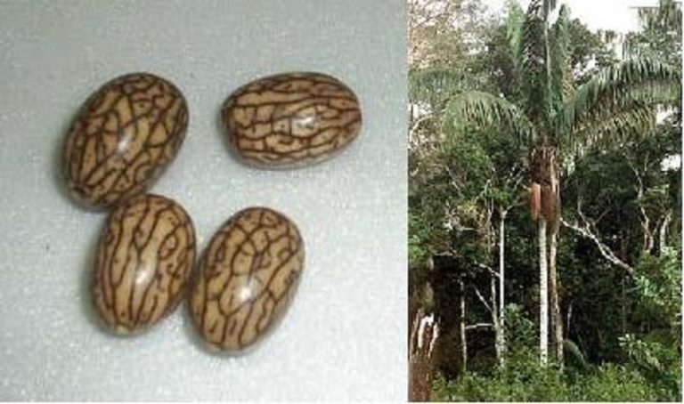 PATAUÁ – Toda Fruta