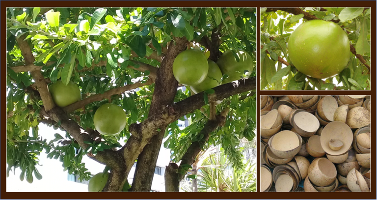 COITÉ – Toda Fruta