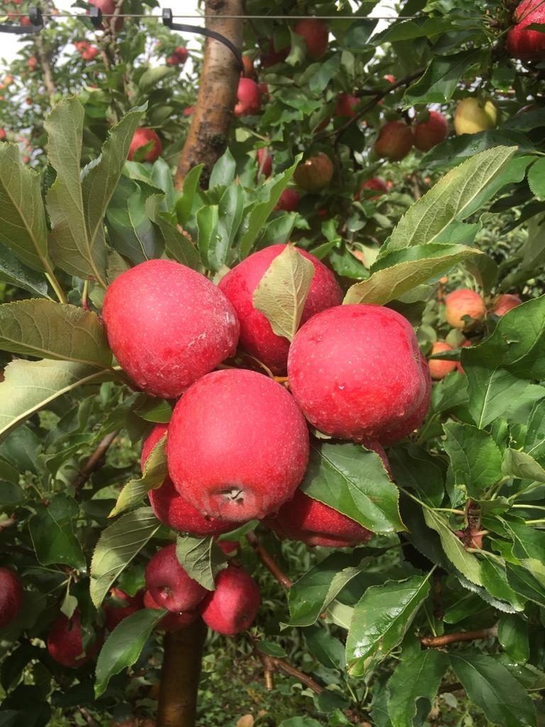 QUE FRUTA É ESSA? Exótico no Brasil, costuma ser confundido com o ...