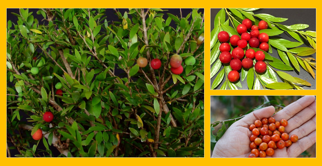 CAMBUÍ – Toda Fruta